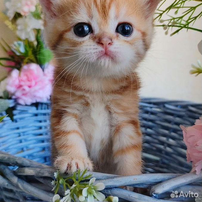 Кошка золотой мрамор