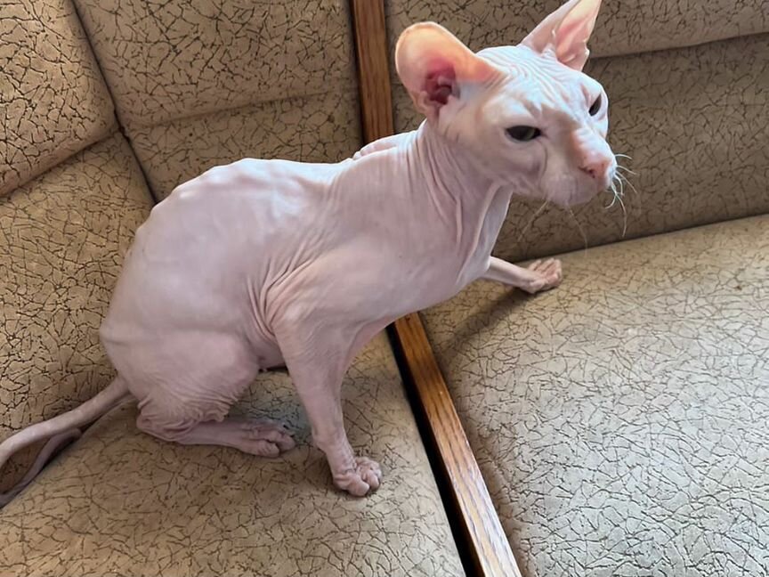 Канадский сфинкс