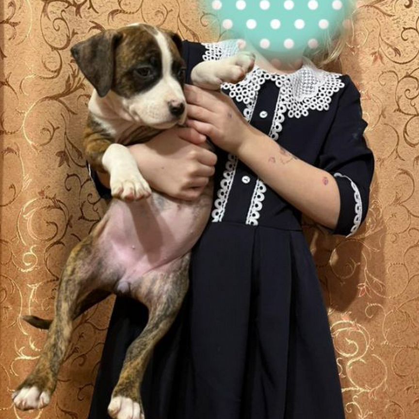 Американский стаффордширский терьер, щенок