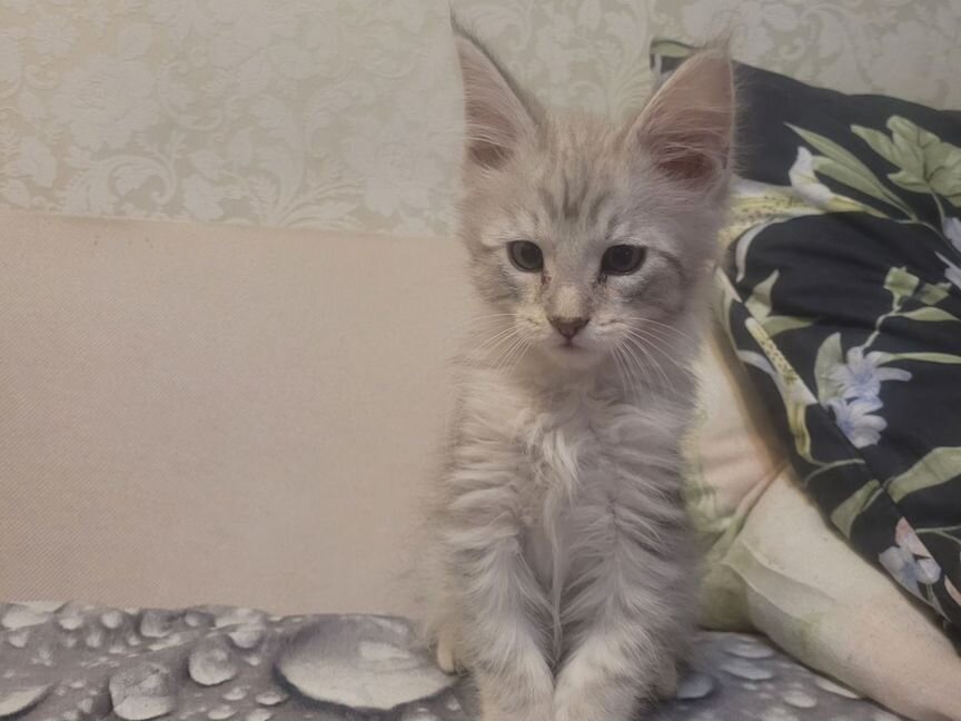 Котята мейн-кун