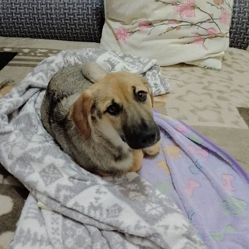 Небольшая щенулька в дар