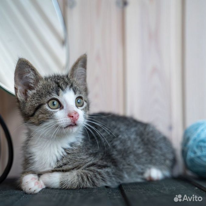 Котенка Криса спасли от собак