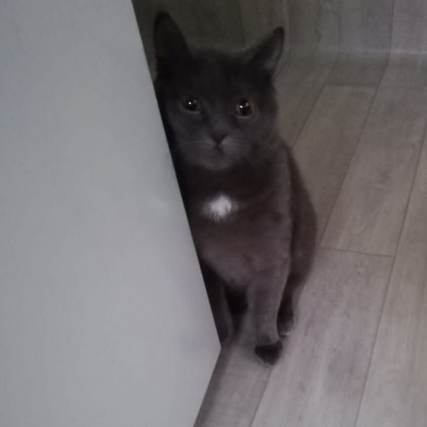 Британский короткошёрстный котёнок