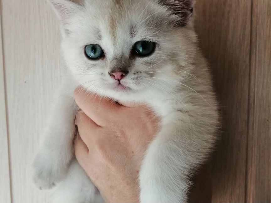 Шотландская кошечка