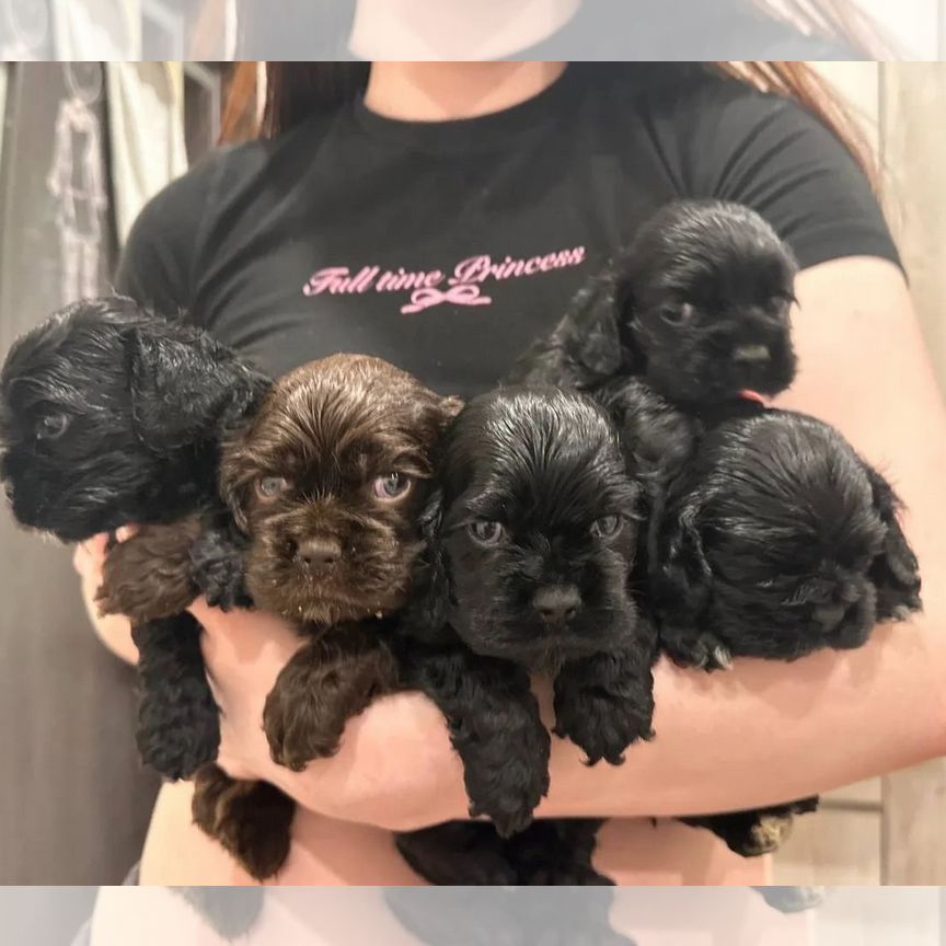 Американский кокер-спаниель, щенок