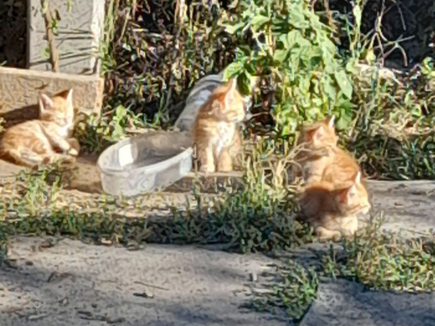 Котята