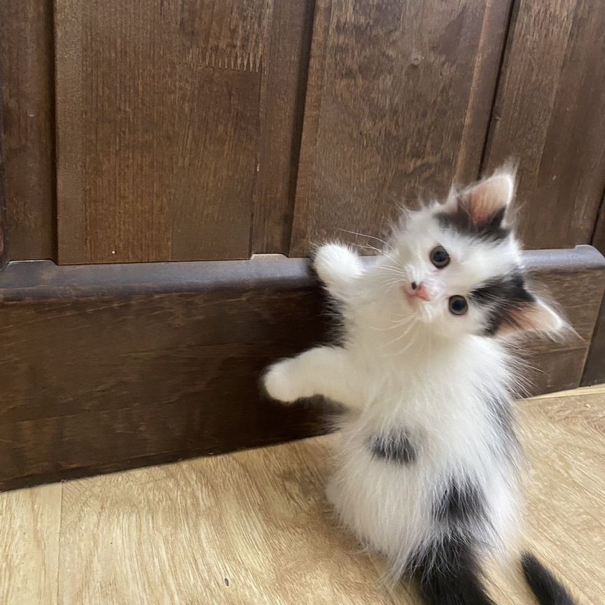 Котятки в добрые руки