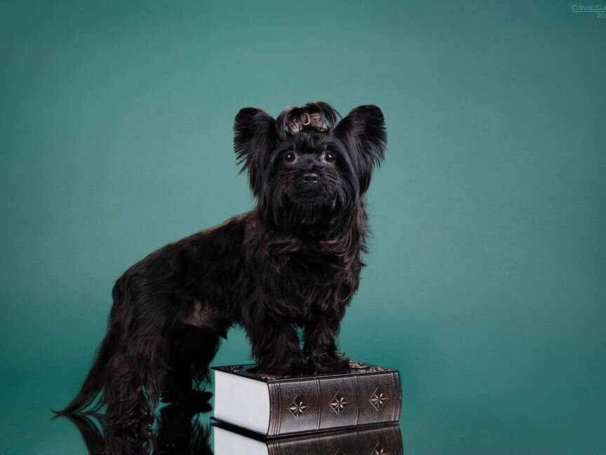 Кай (мальчик) черный брильянт