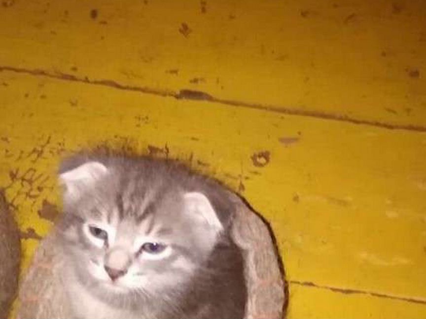 Отдам в добрые руки 3 х котят 7 недель 2 вислоухих