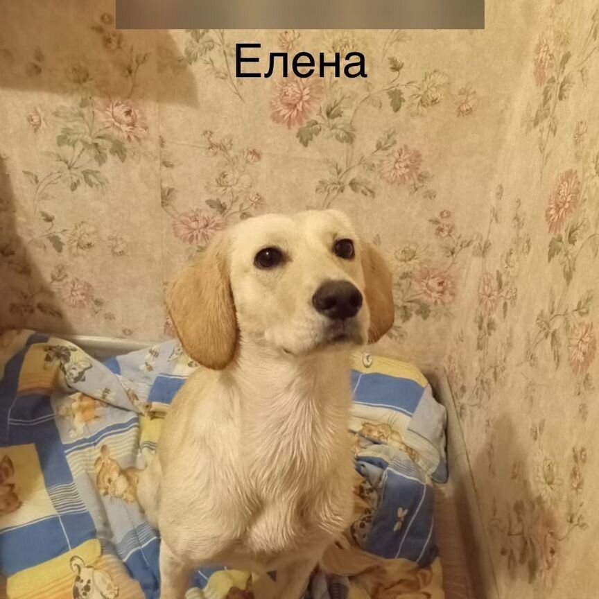 Отдам в хорошие руки собаку