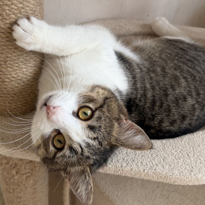 Котёнок в добрые руки