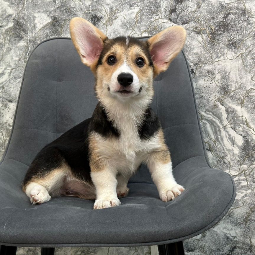 Мальчишка и девочка вельш корги пемборк