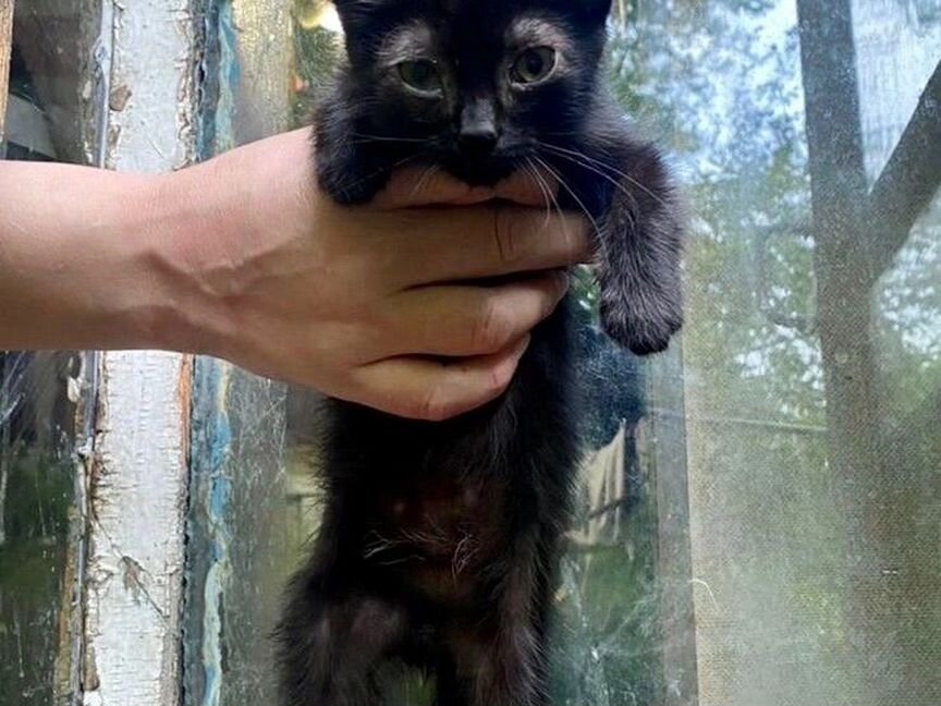 Котятам очень нужен дом