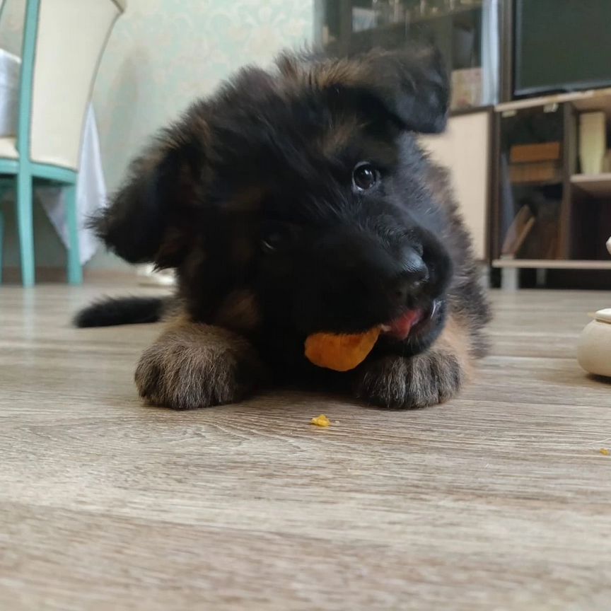 Продажа щенков немецкой овчарки в саранске