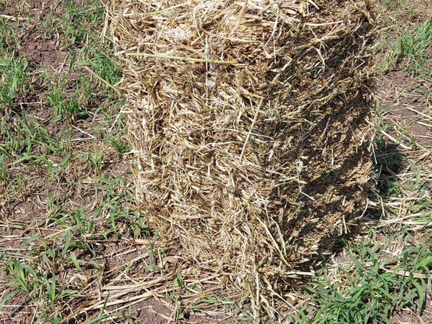 Сено суданка