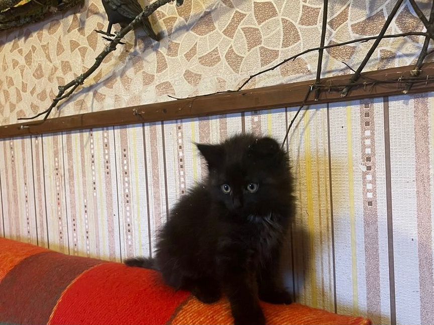 Черный котенок из Замка с Драконами