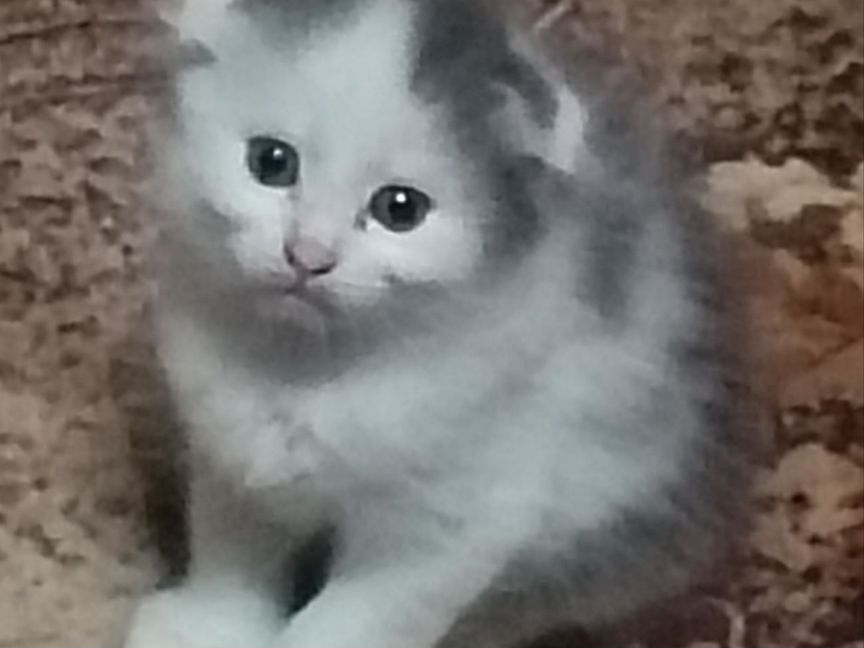 Котенок очень ждет своих хозяев