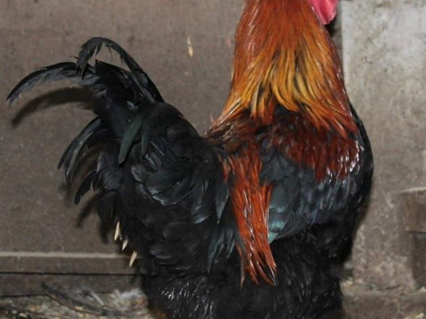 Петух марана