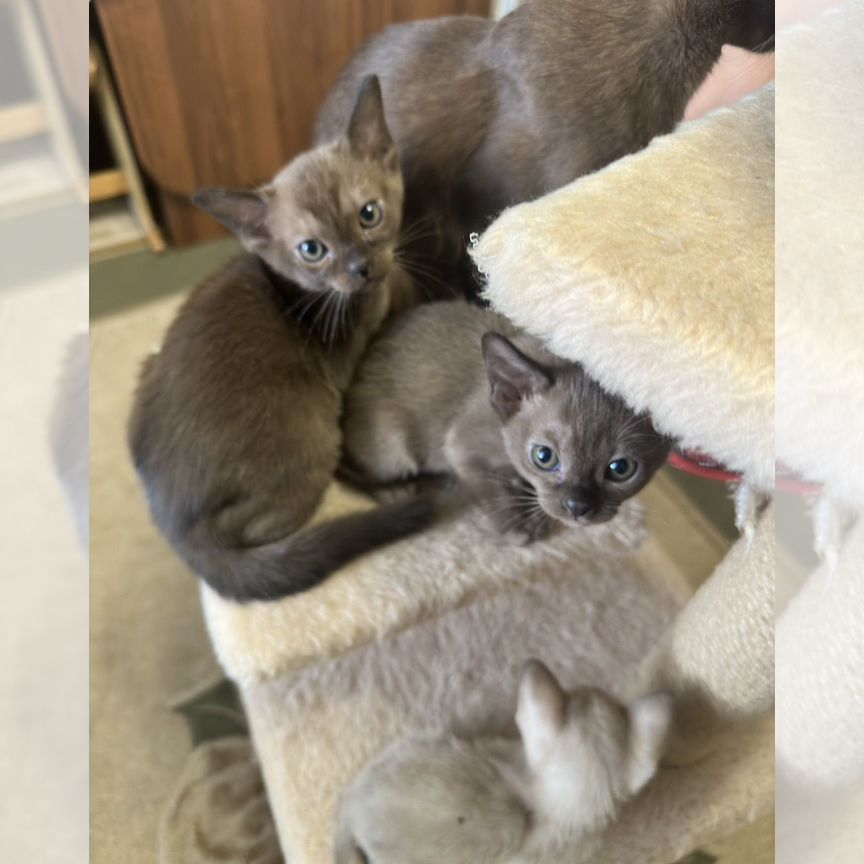 Бурманские котята