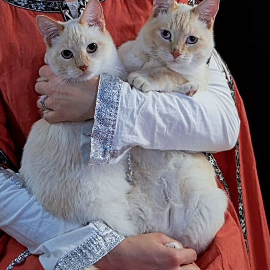 Котик и кошечка турецкий ван