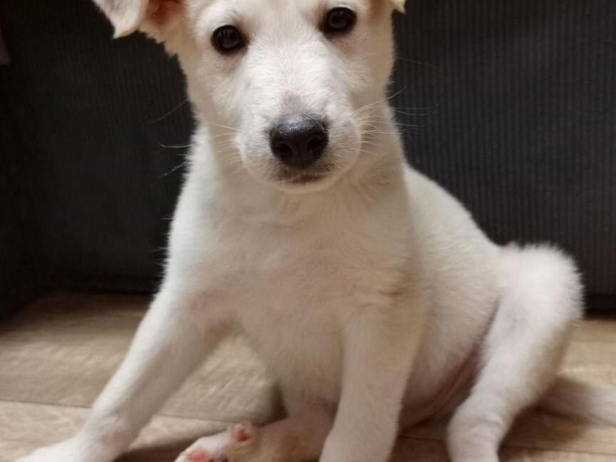 Щеночки-близнецы Шон и Грей - в дар