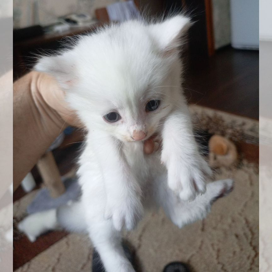 Отдам кота в добрые руки бесплатно