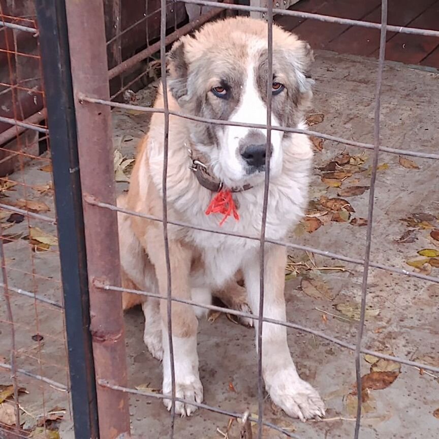 Среднеазиатская овчарка, щенок