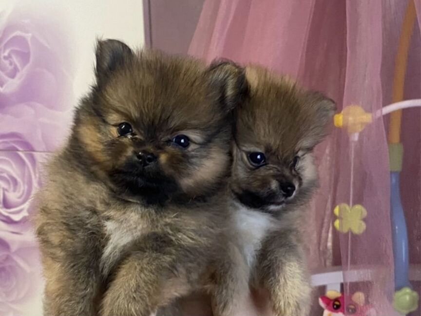 Щенки померанского шпица