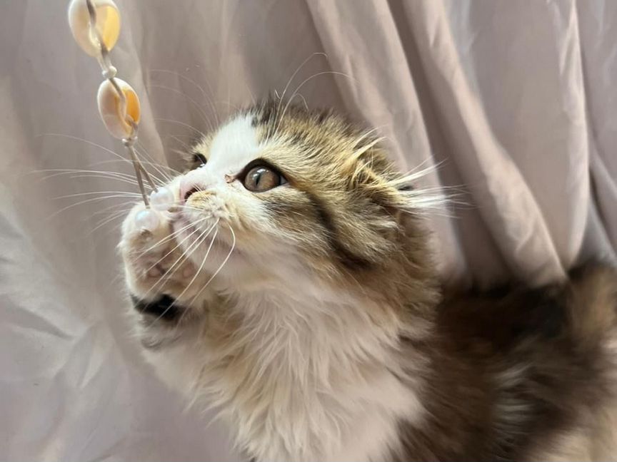 Шотландские котята вислоухие