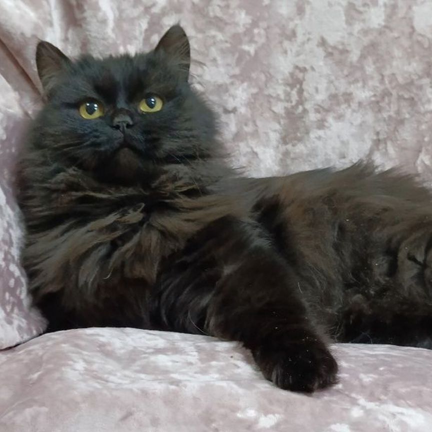 Взрослая кошка в добрые руки