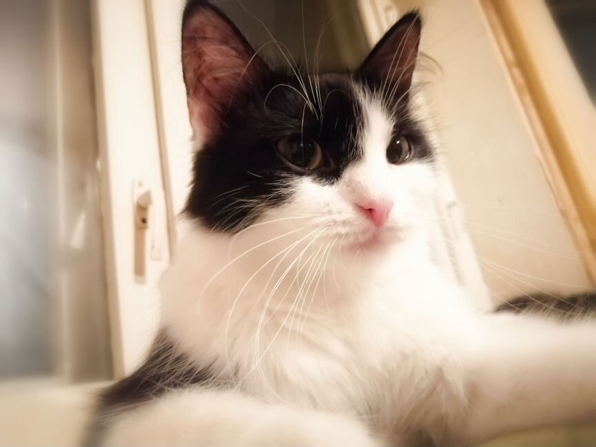 Смешная кошечка ангеловек ищет новых друзей