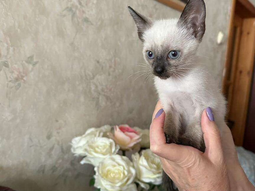 Тайские котята мальчик и 2 девочки