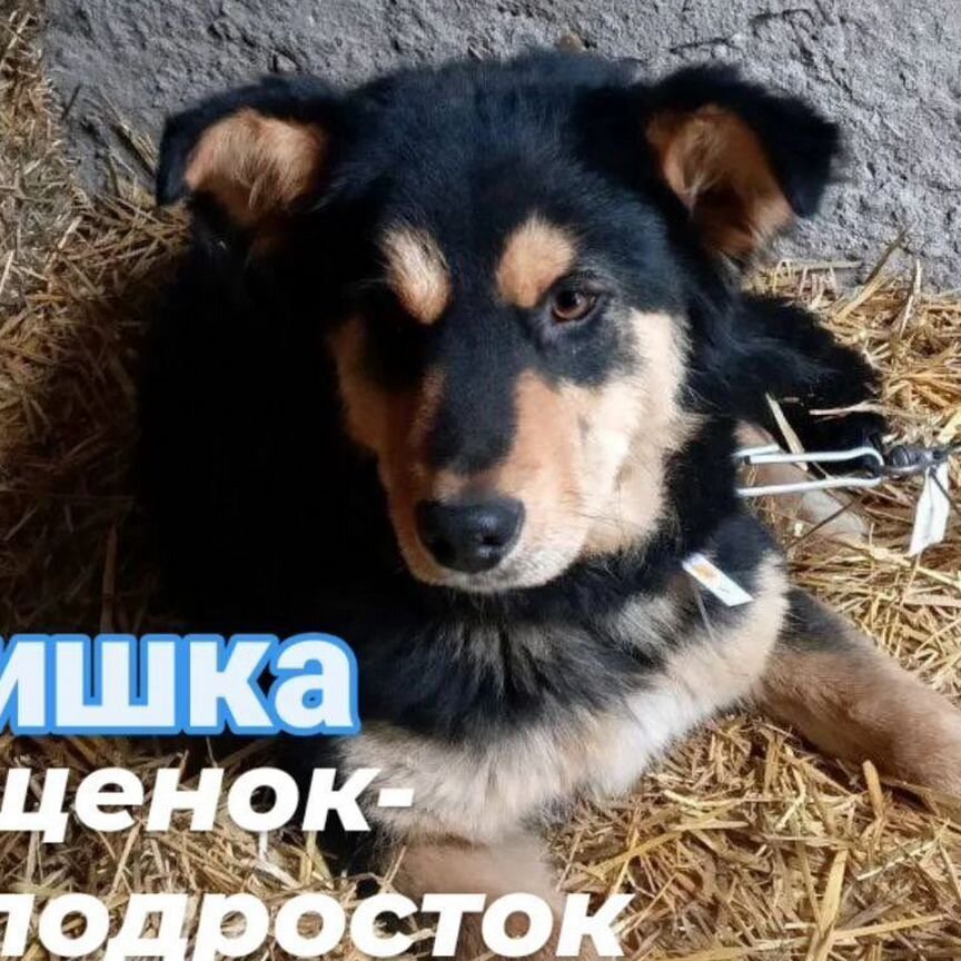 Щенок в добрые руки