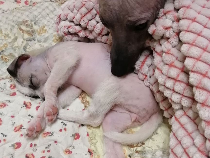 Собаки щенки