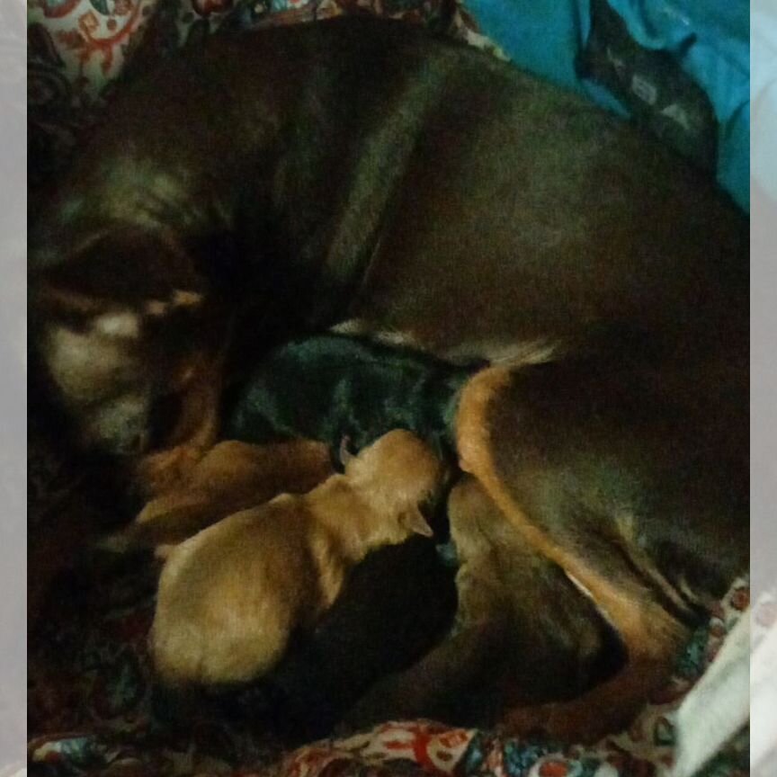 Английский той-терьер, щенок