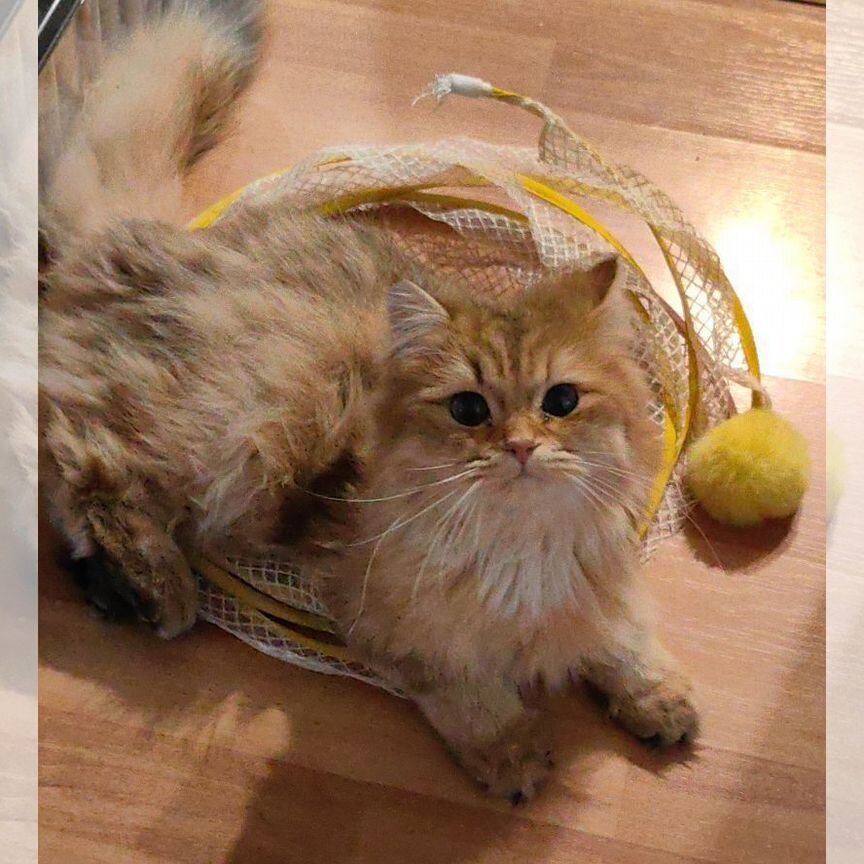 Британский длинношёрстный котёнок