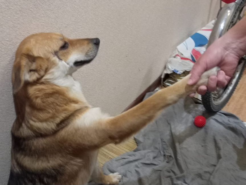 Добрая домашняя собака Жулька 2г в добрые руки