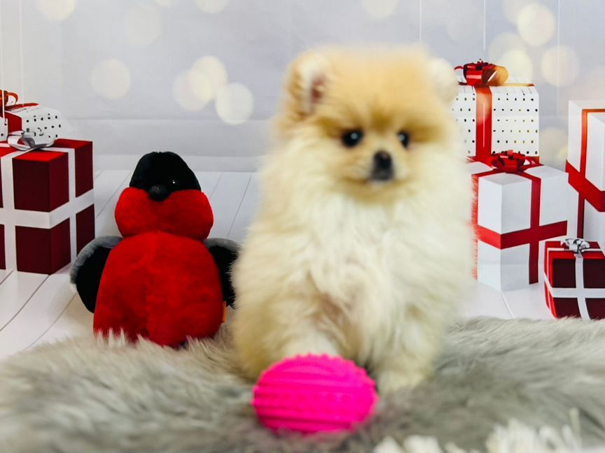 Померанский шпиц медвежьего типа