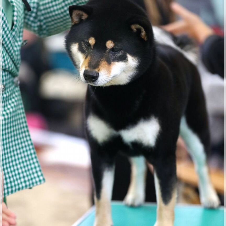 Кабель Сиба-ину вязка (Шиба)