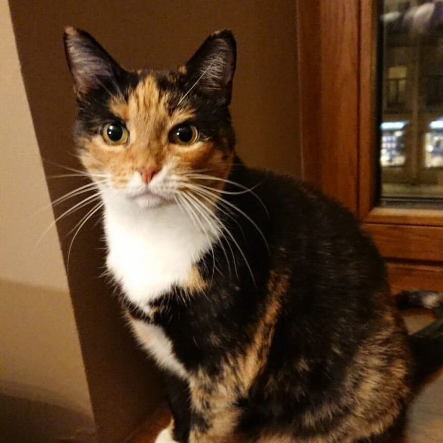 Кошки в добрые руки даром