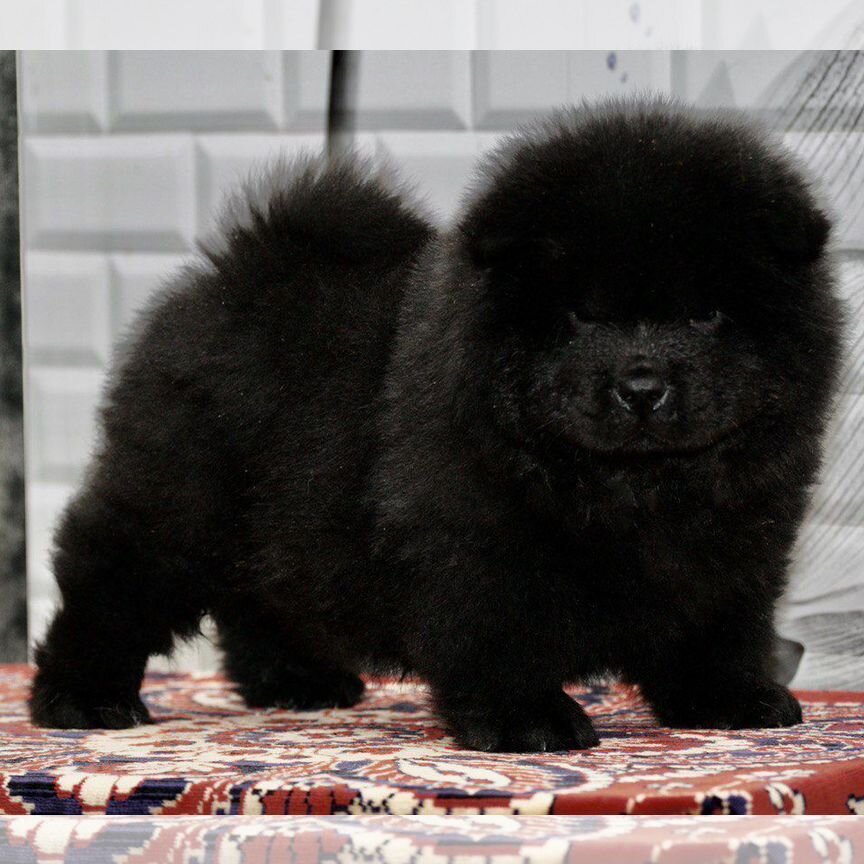 Чау-чау, щенок