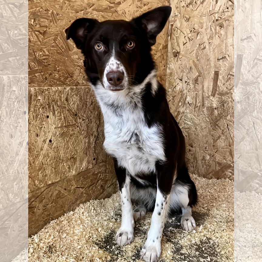 Взрослая собака в добрые руки