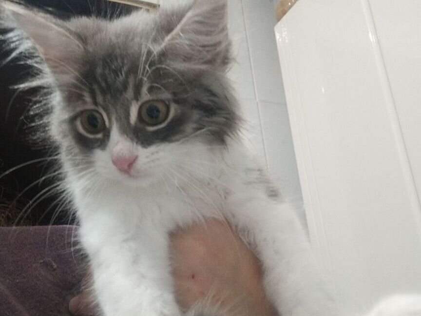 Котик бесплатно