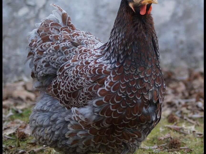 Цыплята Барневельдер