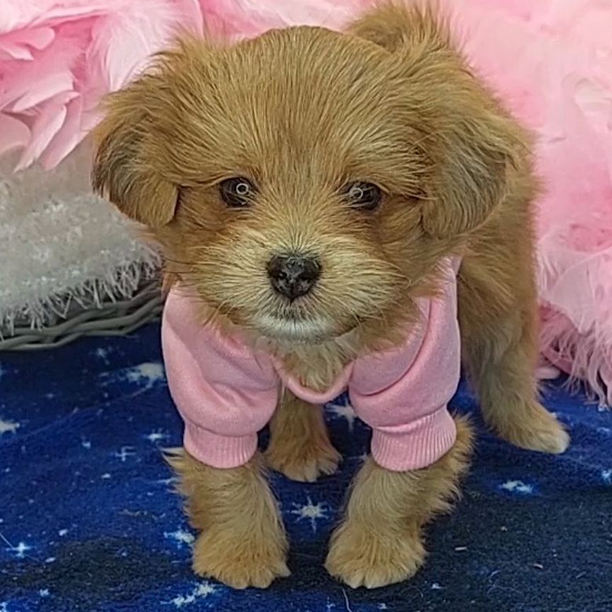 Мальтипу, щенок