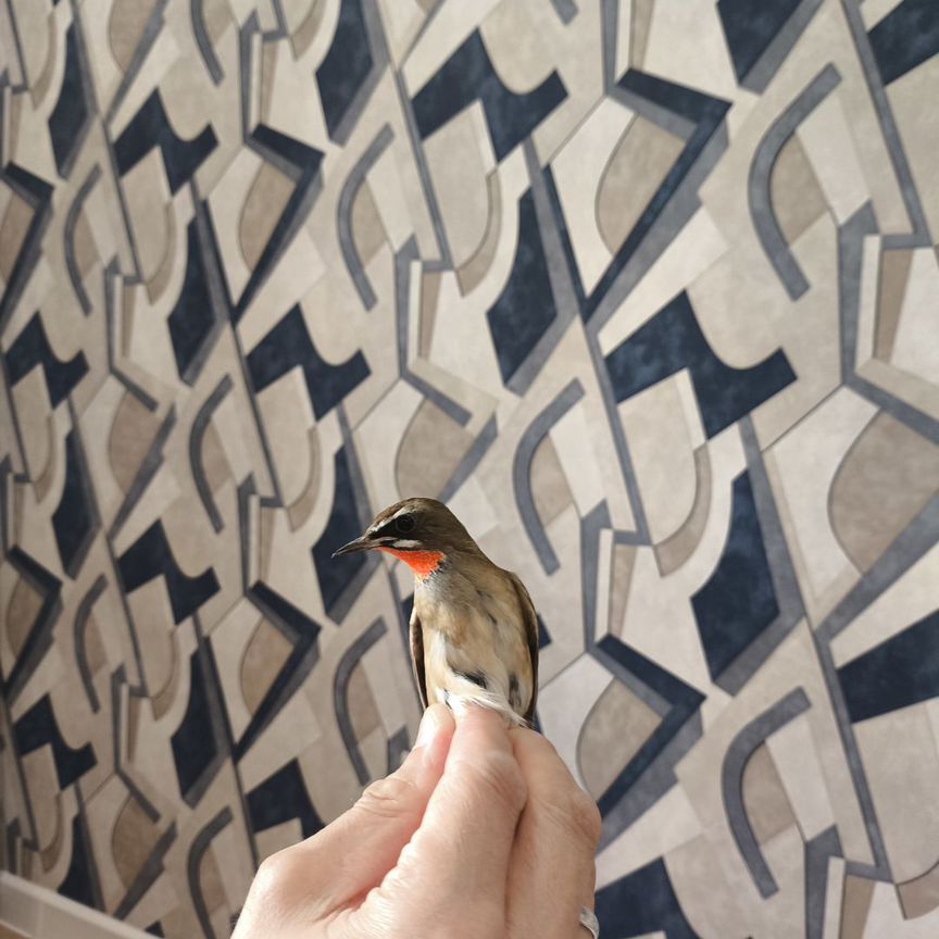 Соловей-красношейка