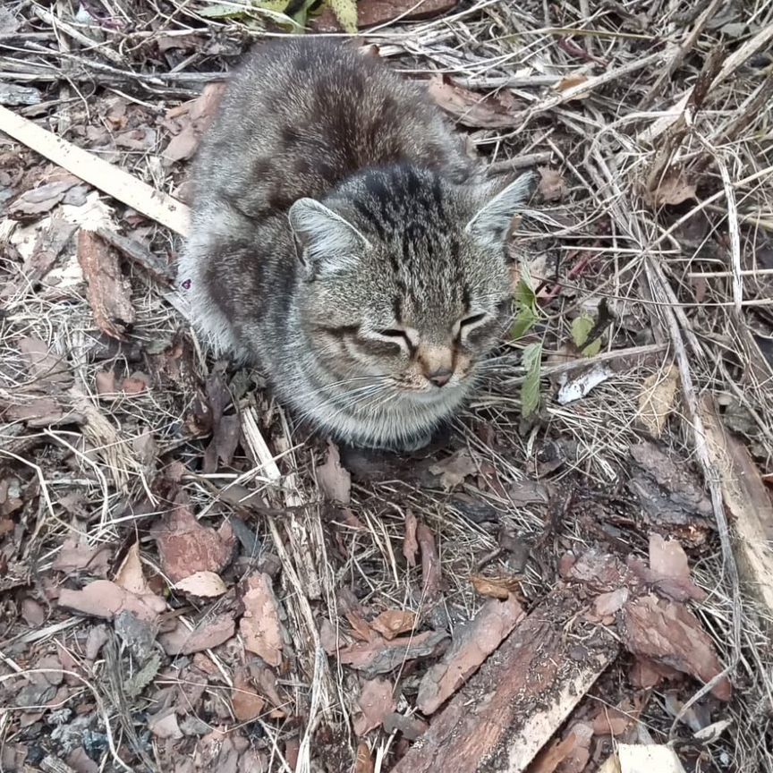 Отдам кота в добрые руки