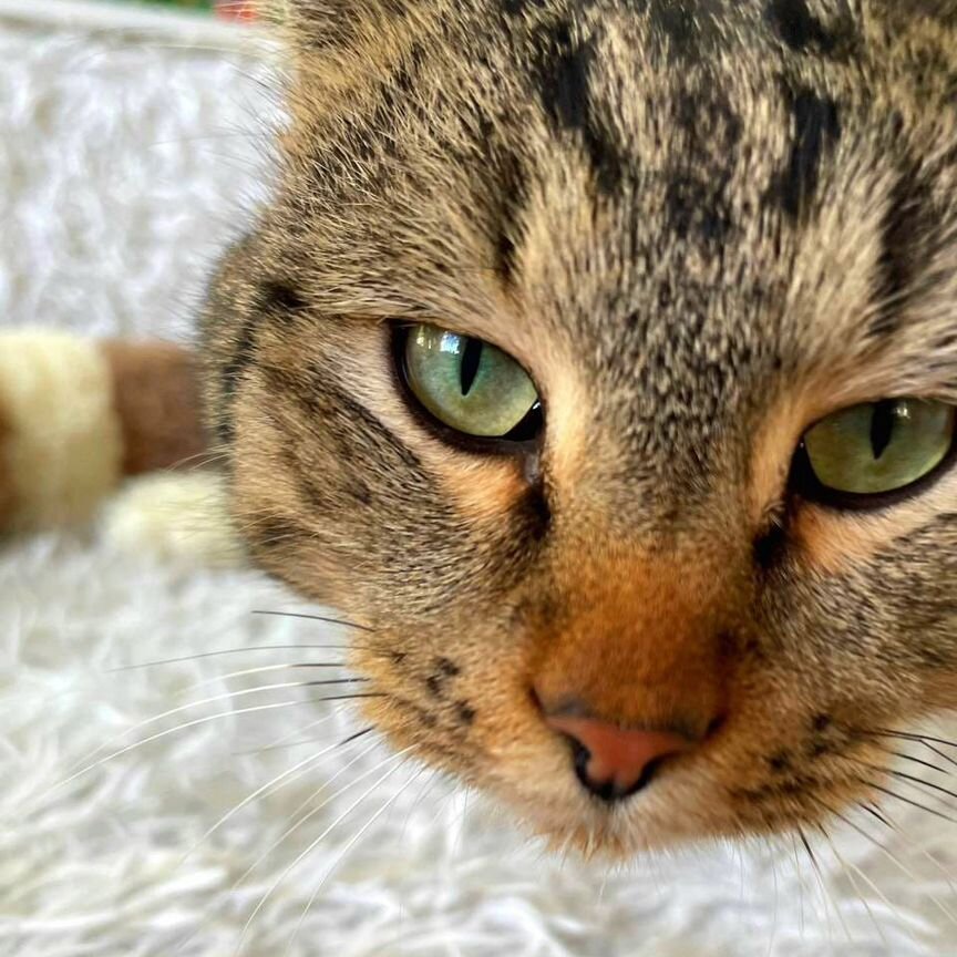 Зеленоглазый джентльмен готов поселиться у вас