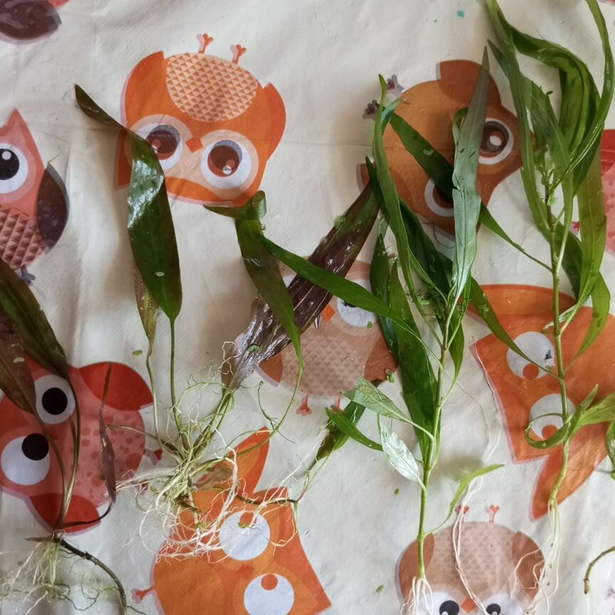 Отдам растения в аквариум