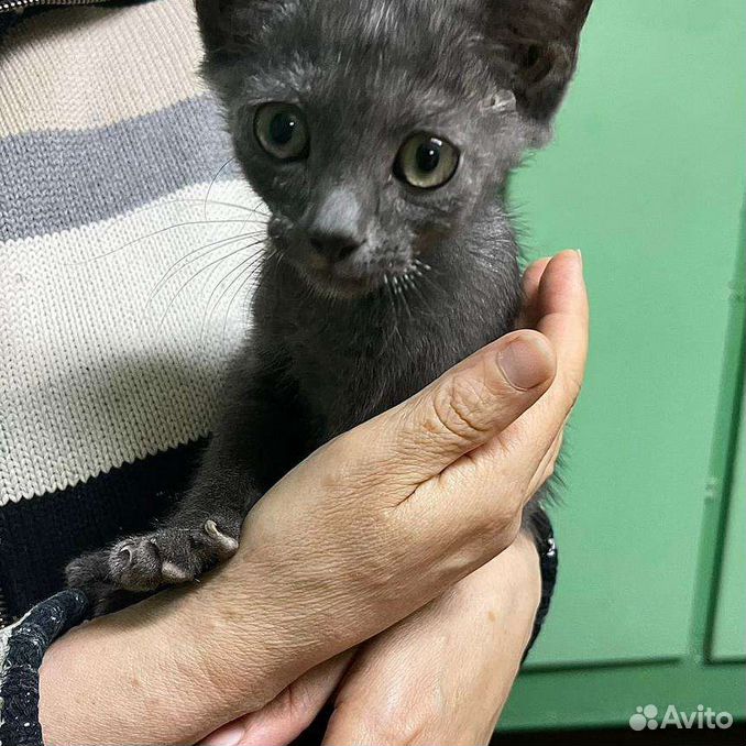 Домовенок Кузя для души